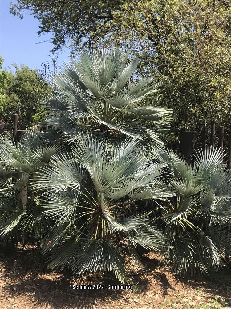 Photo of the entire plant of Blue Mediterranean Fan Palm (Chamaerops humilis var. argentea ...