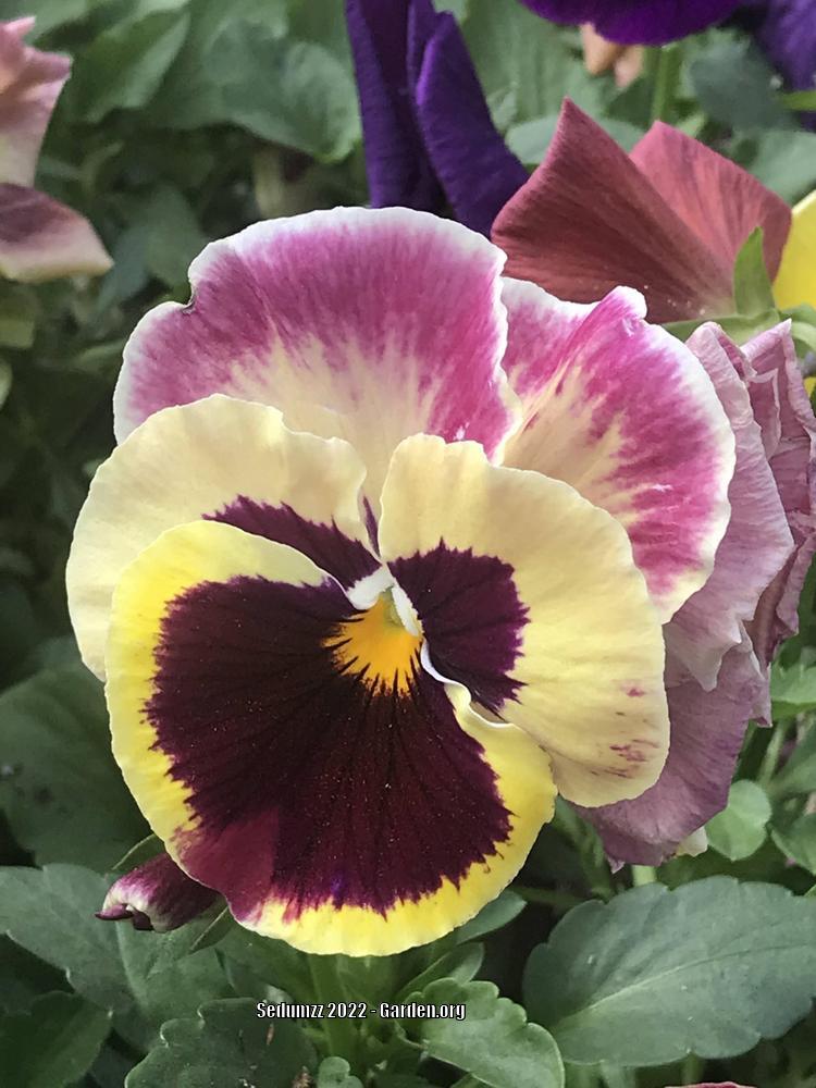 Photo of the bloom of Pansy (Viola x wittrockiana Matrix™ Sunrise ...