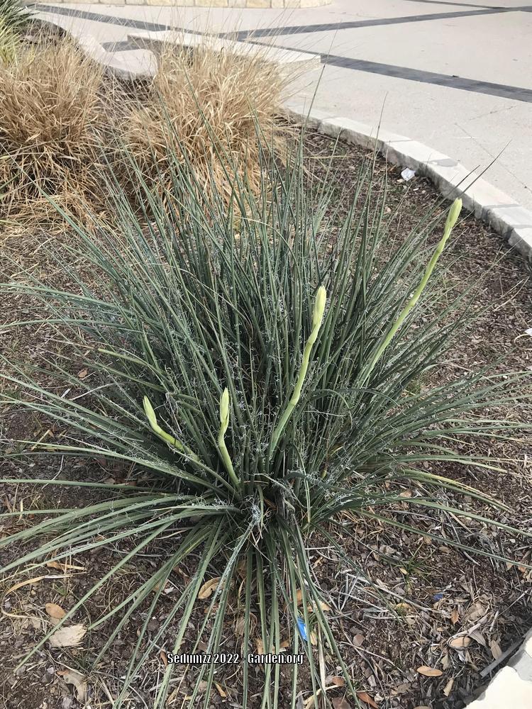 Photo of the entire plant of Yellow Yucca (Hesperaloe parviflora 'Lutea ...