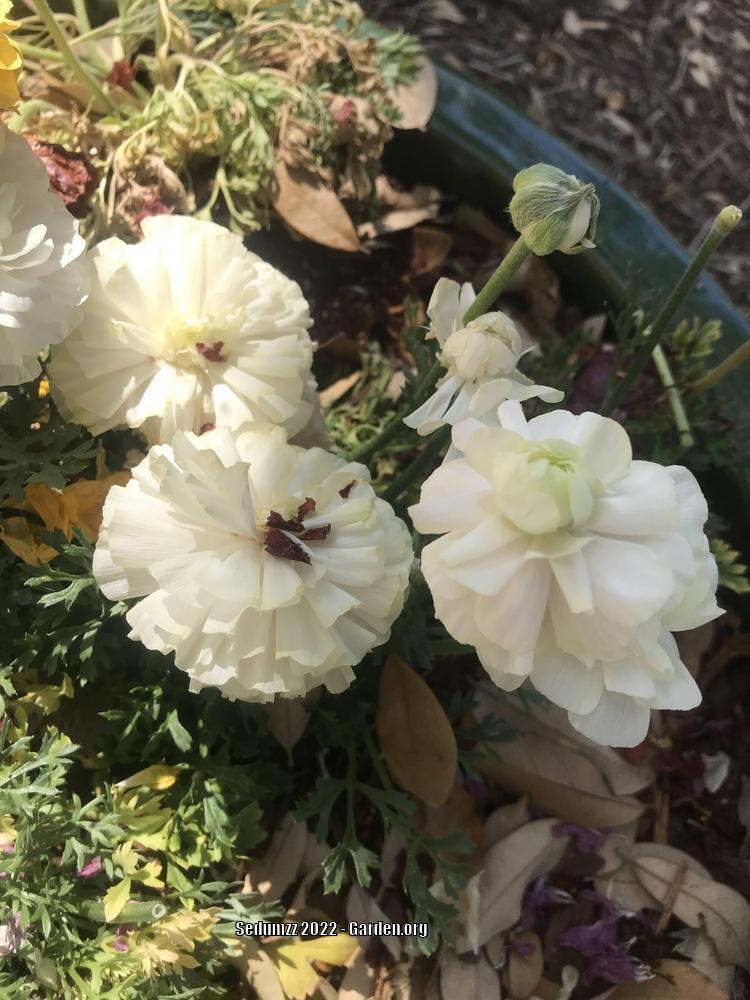 Photo of the entire plant of Persian Buttercup (Ranunculus subtilis ...