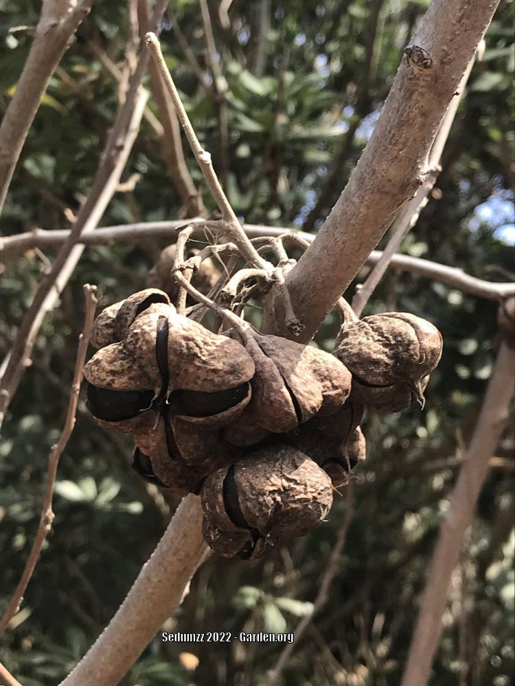 Photo of the seed pods or heads of Mexican Buckeye (Ungnadia speciosa ...