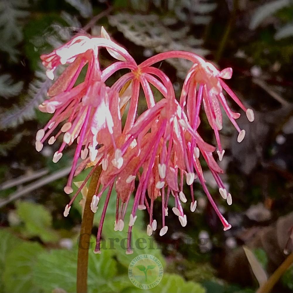 Photo of the bloom of Heloniopsis (Heloniopsis acutiflora) posted by ...