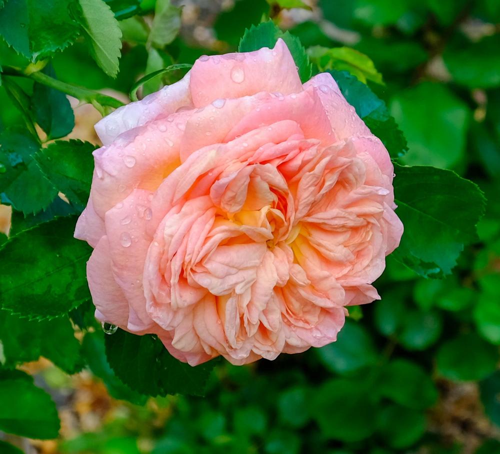 Photo of the bloom of Rose (Rosa 'Alchymist') posted by AnnKNCalif ...