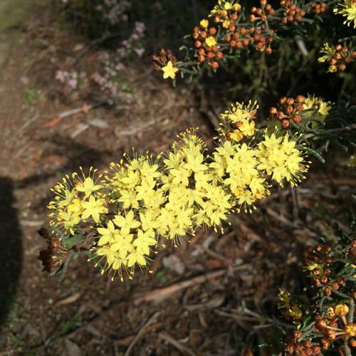 Forest Phebalium (Phebalium squamulosum) - Garden.org