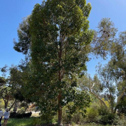 Brisbane Box (Lophostemon confertus) - Garden.org