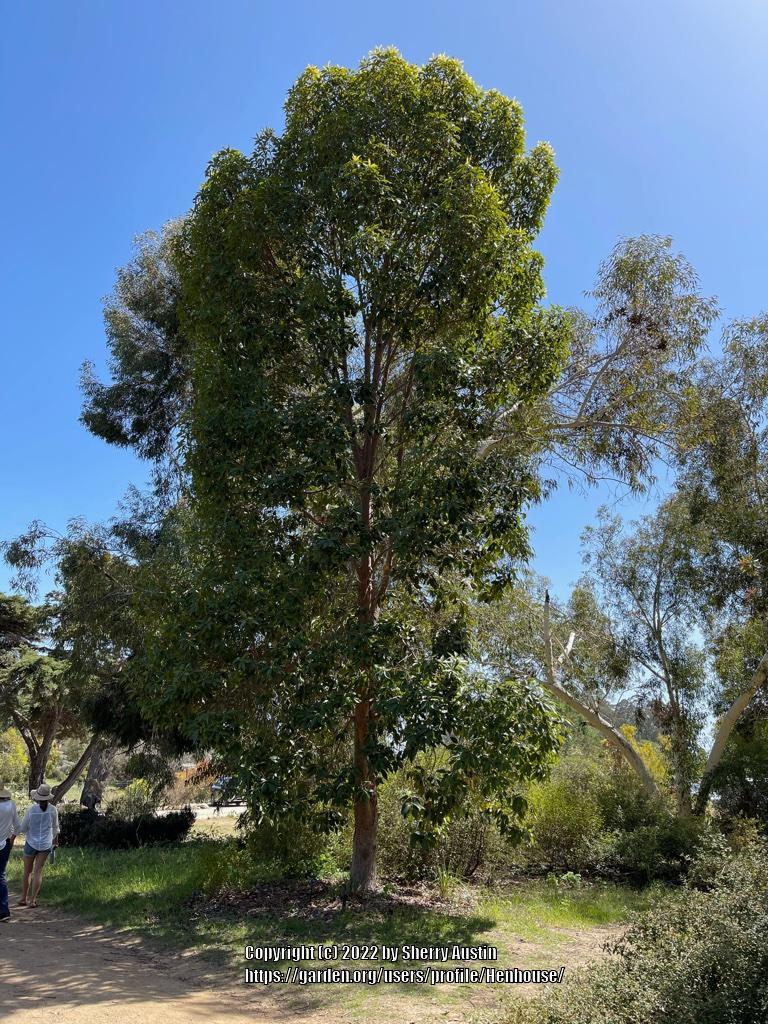 Brisbane Box (Lophostemon confertus) - Garden.org