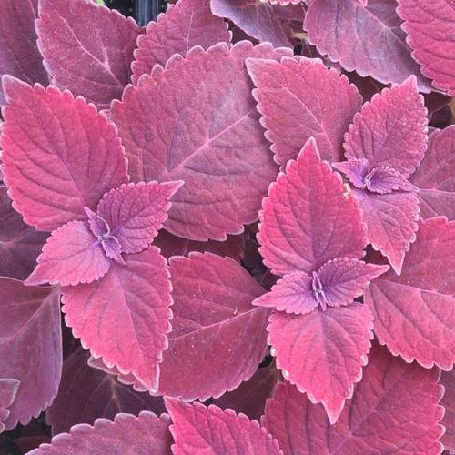 Coleus (Coleus scutellarioides 'Ruby Slipper') in the Coleus Database ...