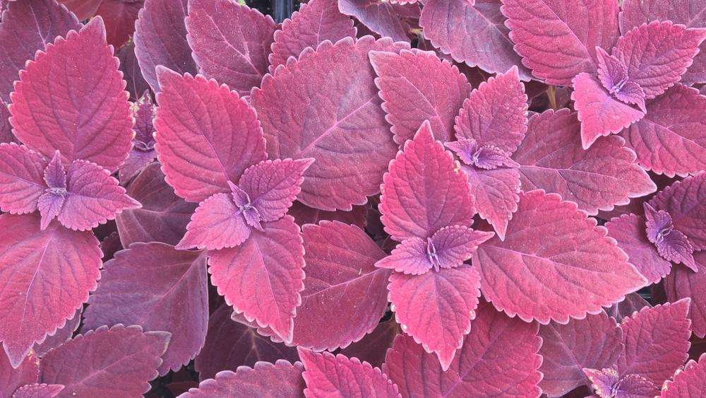 Coleus (Coleus scutellarioides 'Ruby Slipper') in the Coleus Database - Garden.org