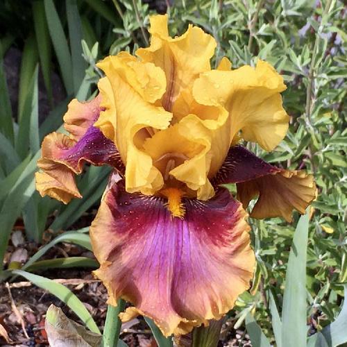 Tall Bearded Iris (Iris 'Scarlet Sun') in the Irises Database - Garden.org