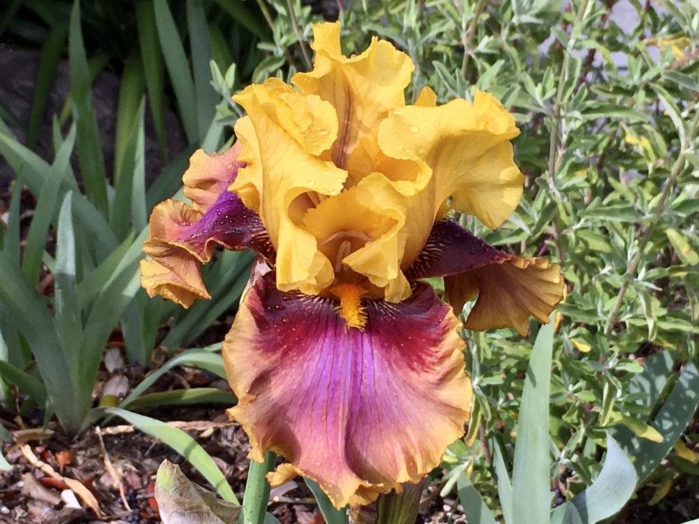 Photo of the bloom of Tall Bearded Iris (Iris 'Scarlet Sun') posted by ...