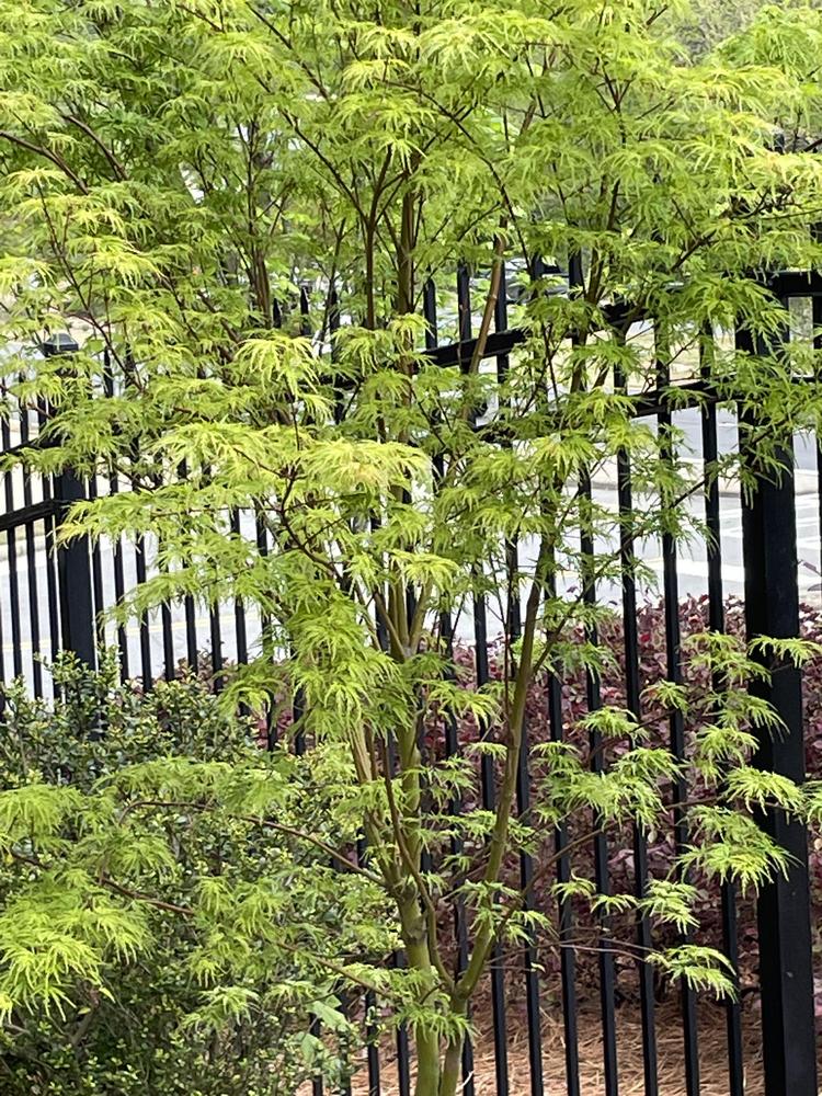 Photo of the leaves of Cutleaf Japanese Maple (Acer palmatum 'Seiryu ...