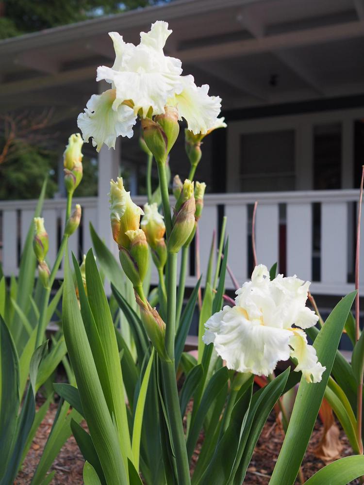 Photo of the bloom of Tall Bearded Iris (Iris 'Boston Cream') posted by This_is_katana - Garden.org