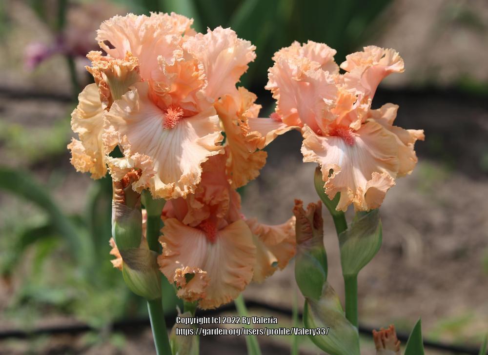 Photo of the bloom of Tall Bearded Iris (Iris 'She') posted by Valery33 ...