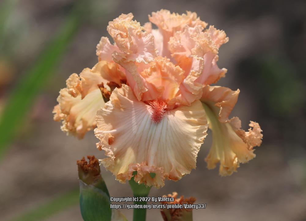 Tall Bearded Iris (Iris 'She') in the Irises Database - Garden.org