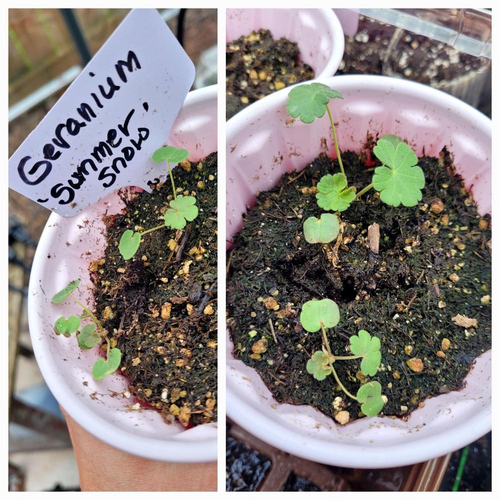 Geranium (Geranium pyrenaicum 'Summer Snow') in the Geraniums Database ...