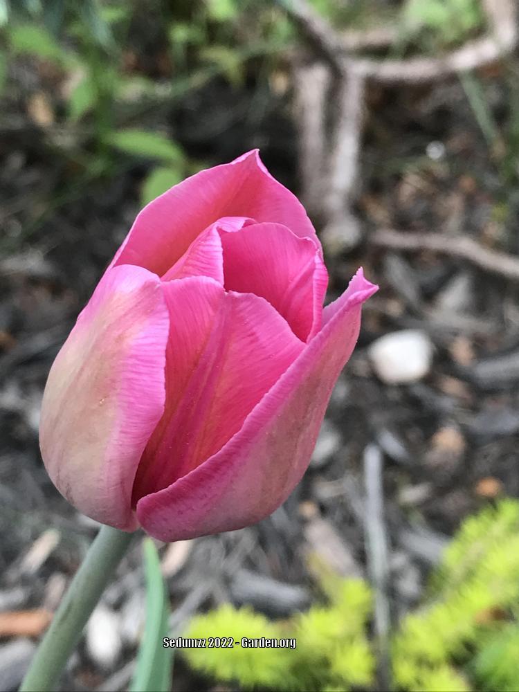 Photo of the bloom of Triumph Tulip (Tulipa 'Carola') posted by sedumzz ...