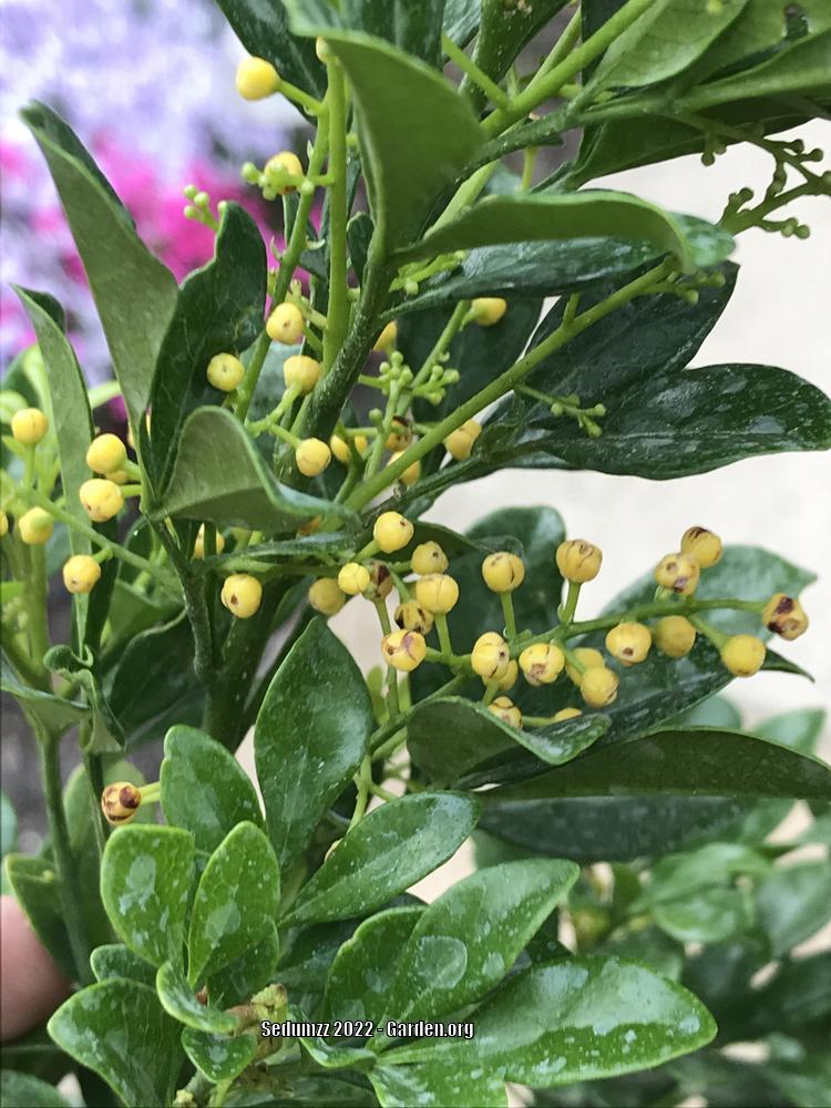 Chinese Perfume Plant (Aglaia odorata) - Garden.org