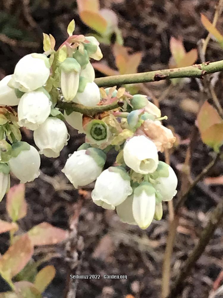 Photo of the bloom of Blueberry (Vaccinium corymbosum Bountiful Blue ...