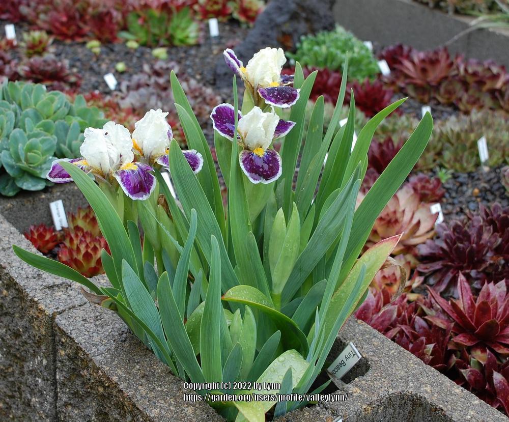 Photo of the entire plant of Miniature Dwarf Bearded Iris (Iris 'Tiny ...