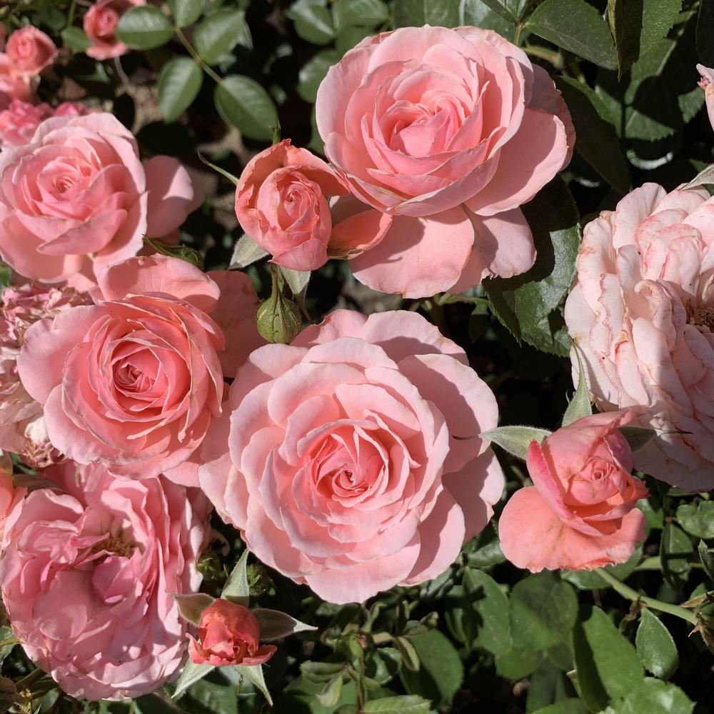 Photo of the bloom of Rose (Rosa 'Sexy Rexy') posted by Betja - Garden.org