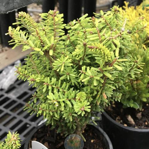 Dwarf Japanese Hemlock (Tsuga diversifolia 'Minikin') - Garden.org