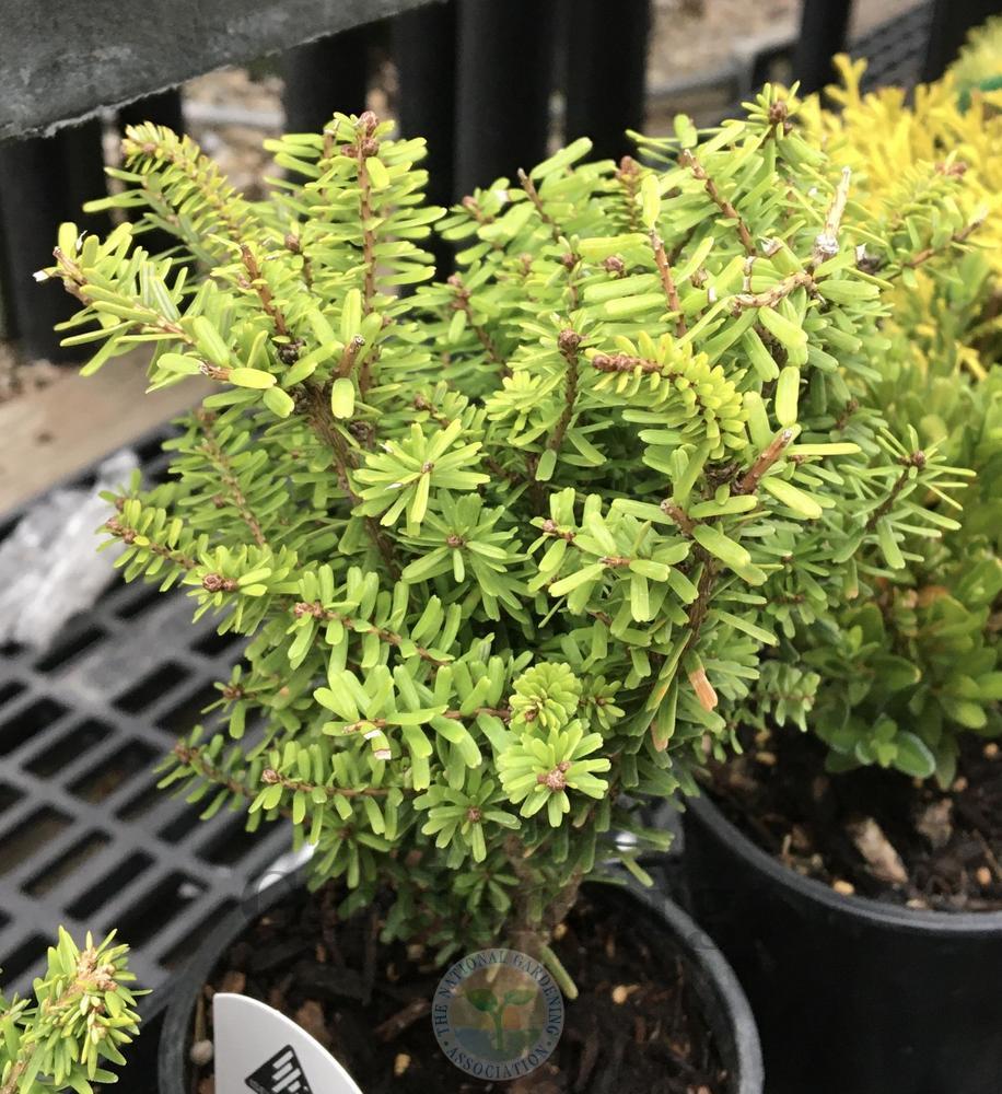 Photo of the seedling or young plant of Dwarf Japanese Hemlock (Tsuga ...