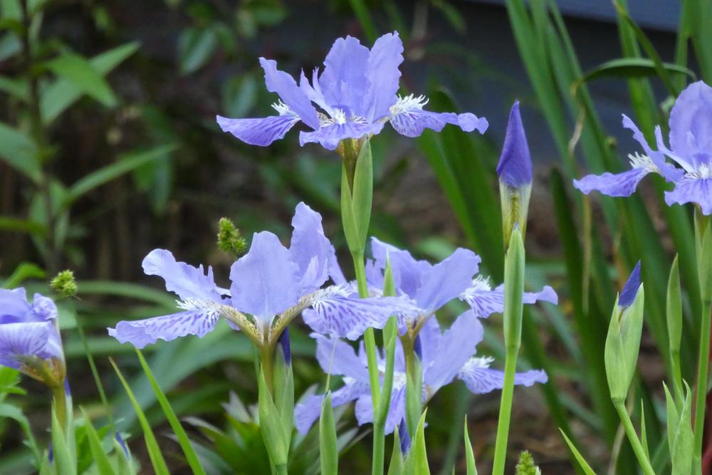 Photo of the bloom of Species Iris (Iris tectorum) posted by LoriMT ...