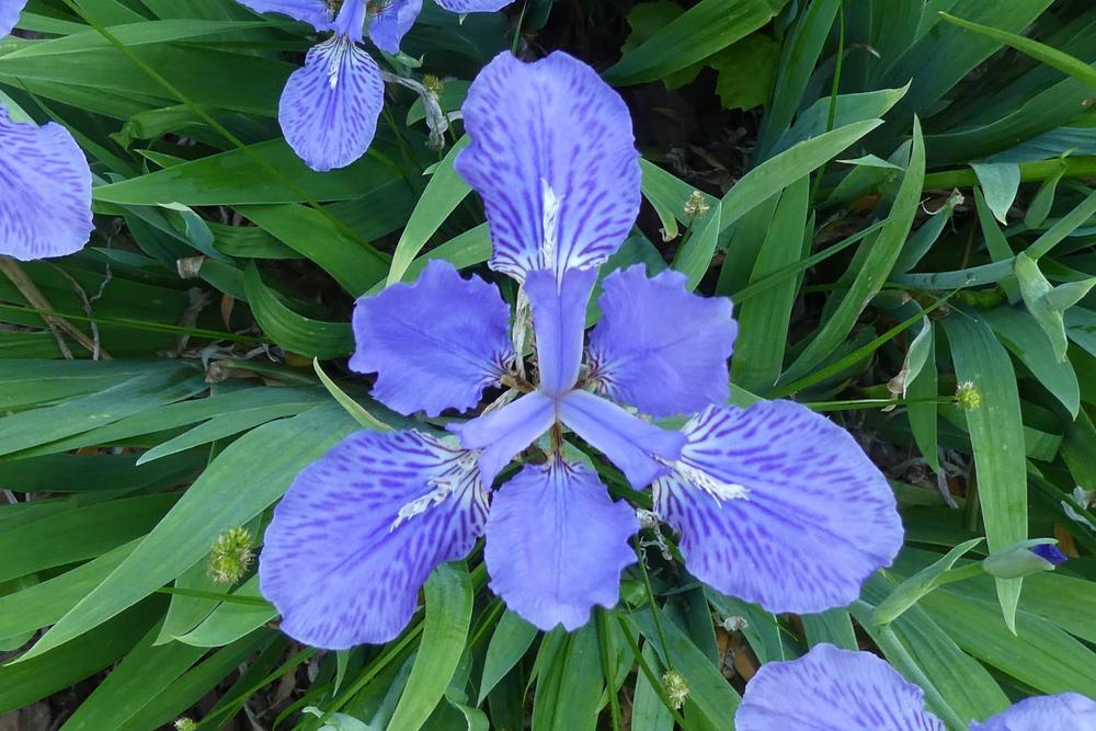 Photo of the bloom of Species Iris (Iris tectorum) posted by LoriMT ...