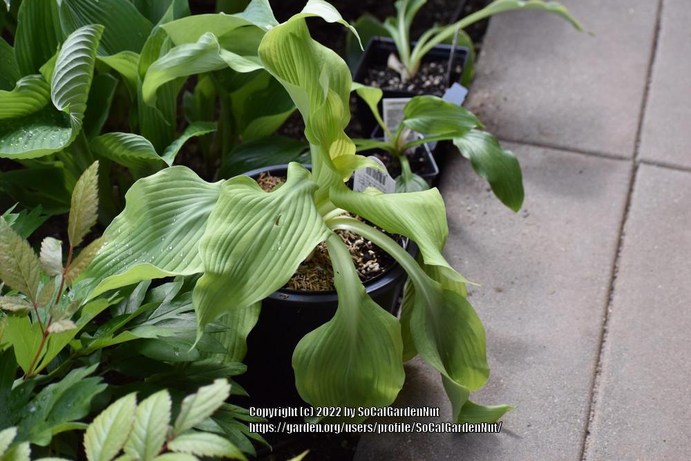 Photo of the entire plant of Hosta 'Atlantis' posted by SoCalGardenNut ...