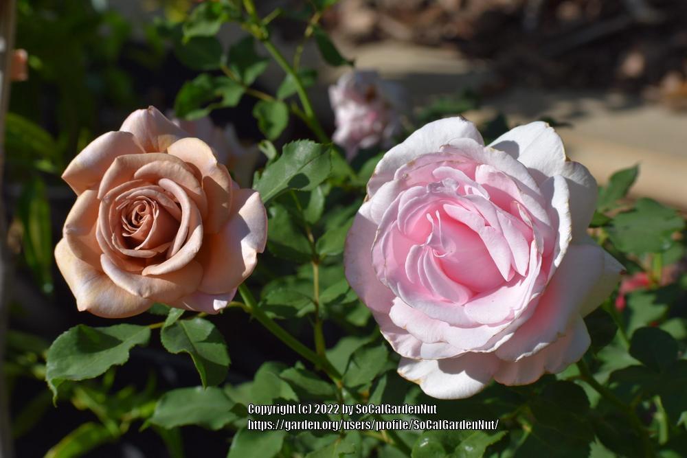Photo of the bloom of Rose (Rosa 'Meredith') posted by SoCalGardenNut ...