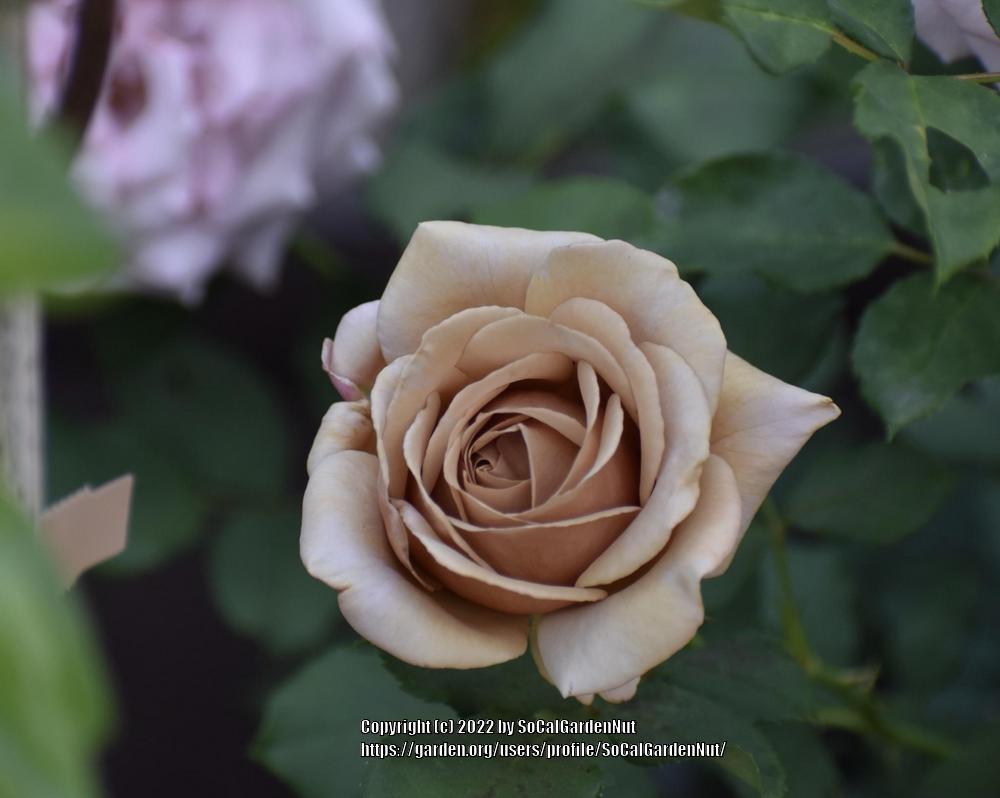 Photo of the bloom of Rose (Rosa 'Koko Loko') posted by SoCalGardenNut ...