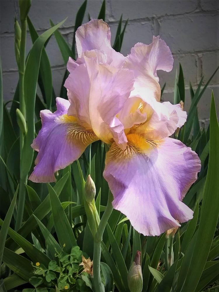 I can confirm that this one is pollen fertile in Photo of Tall Bearded ...