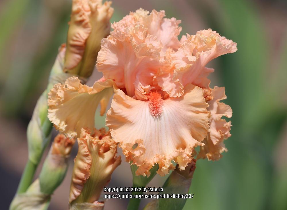 Photo of the bloom of Tall Bearded Iris (Iris 'She') posted by Valery33 ...