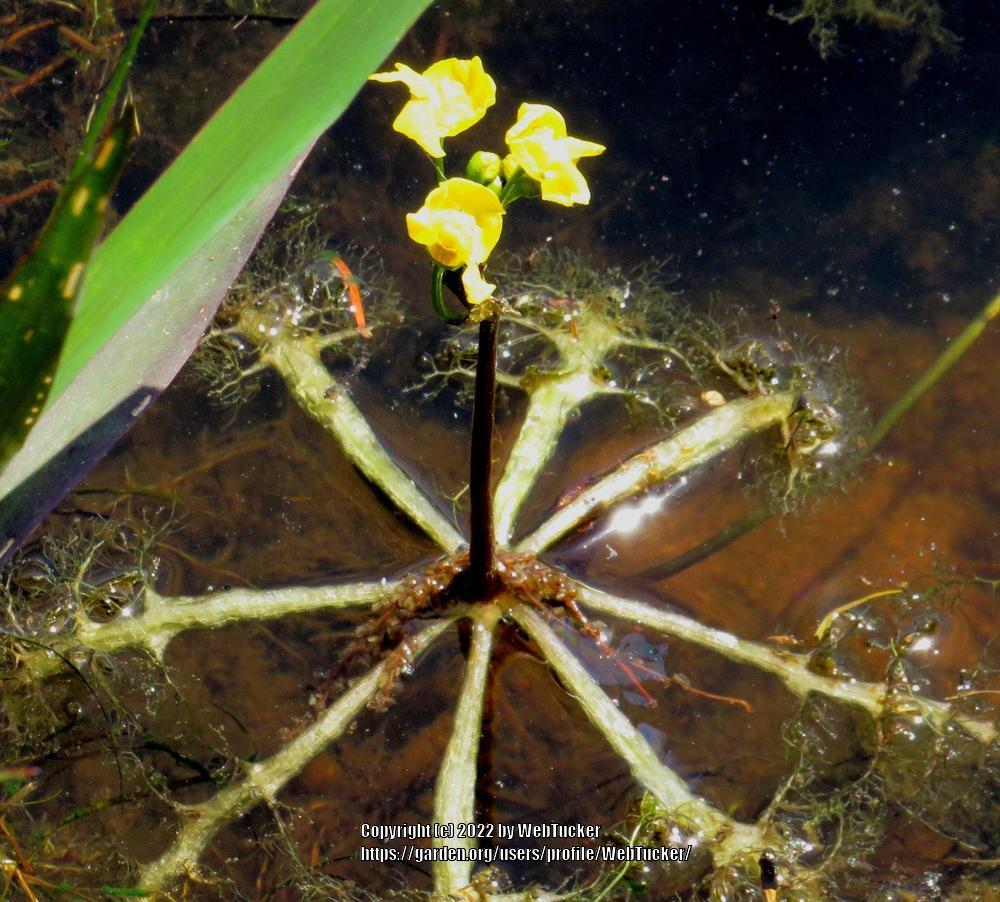 Bladderwort (Utricularia inflata) - Garden.org