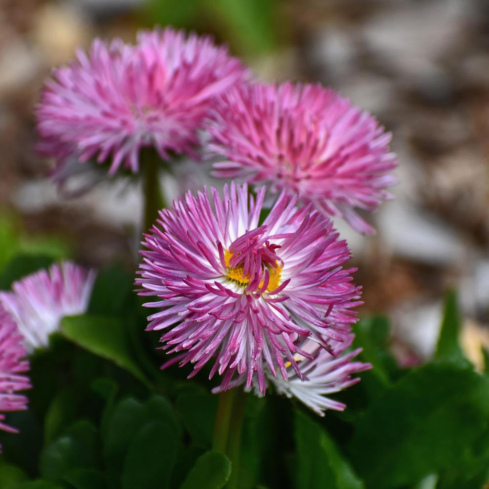 Photo of the bloom of English Daisy (Bellis perennis) posted by ...