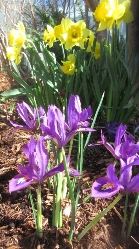 Photo of the entire plant of Reticulated Iris (Iris reticulata 'Pixie.') posted by janelp_lee ...