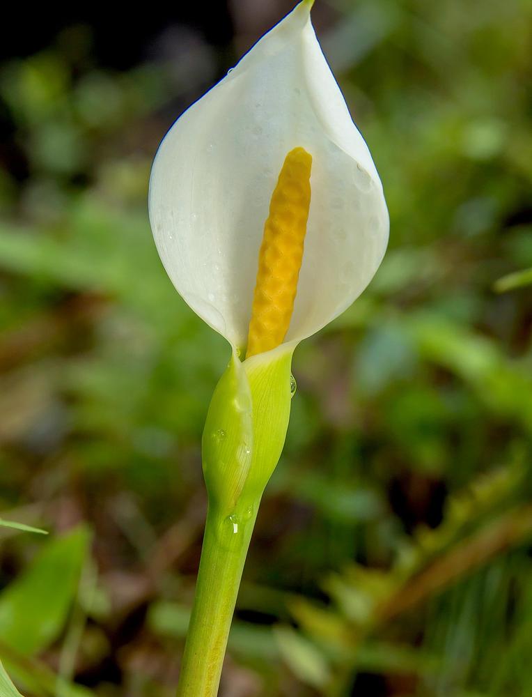 White arrow arum (Peltandra sagittifolia) - Garden.org
