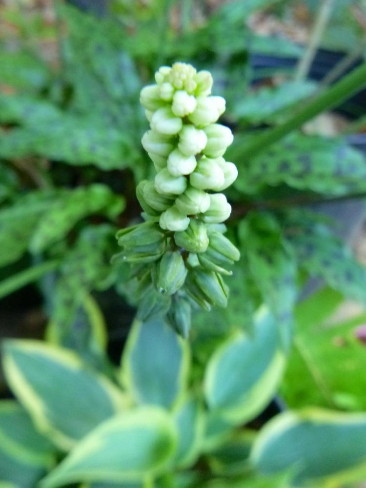 Photo of the bloom of African Hosta (Drimiopsis maculata) posted by ...