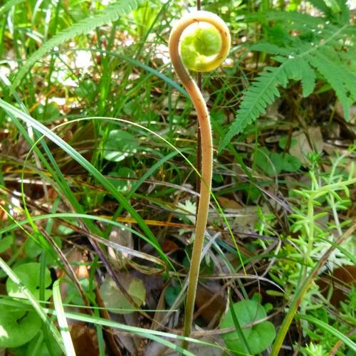 Southern Shield Fern (Thelypteris kunthii) - Garden.org