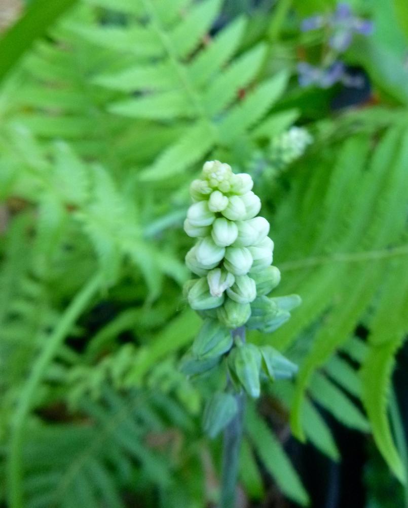 Photo of the bloom of African Hosta (Drimiopsis maculata) posted by ...