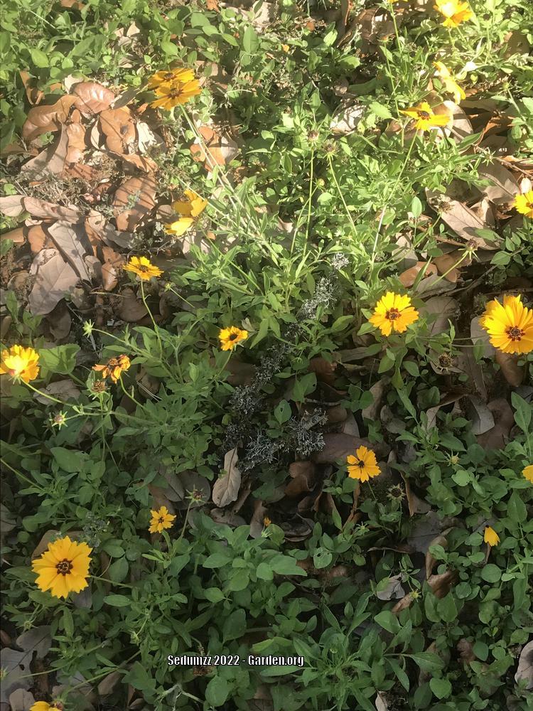 Golden-Wave (Coreopsis basalis) in the Tickseeds Database - Garden.org