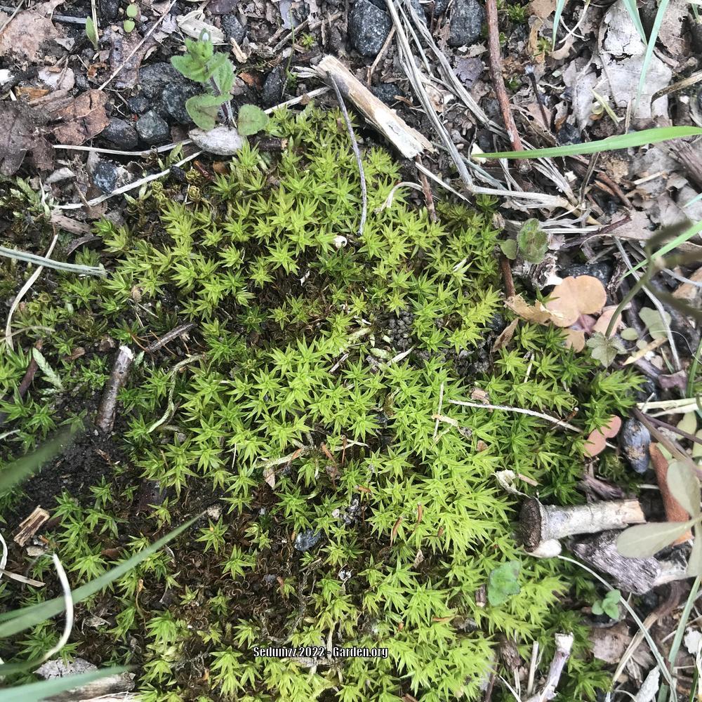 Bird's Claw Beard Moss (Barbula unguiculata) - Garden.org