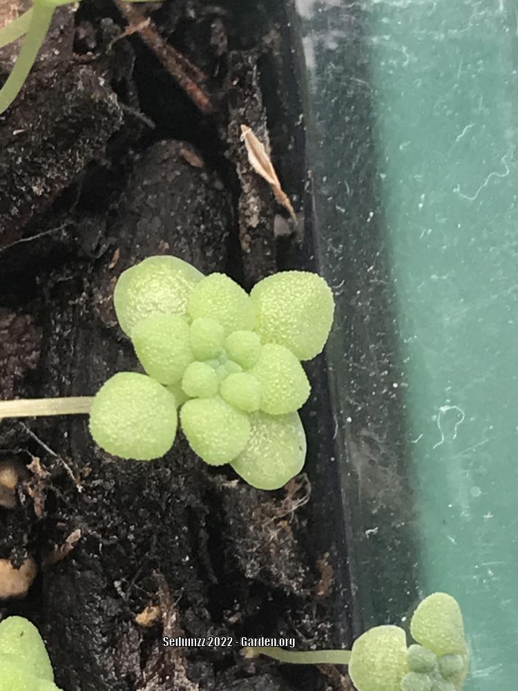 Photo of the seedling or young plant of Red Stonecrop (Sedum rubens ...