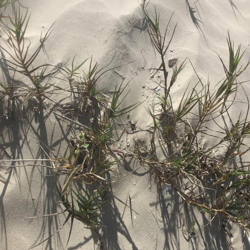 Inland Saltgrass (Distichlis spicata) - Garden.org