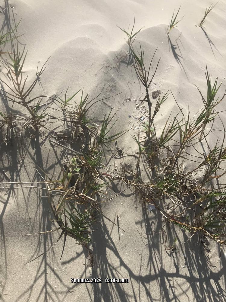Photo of the entire plant of Inland Saltgrass (Distichlis spicata ...