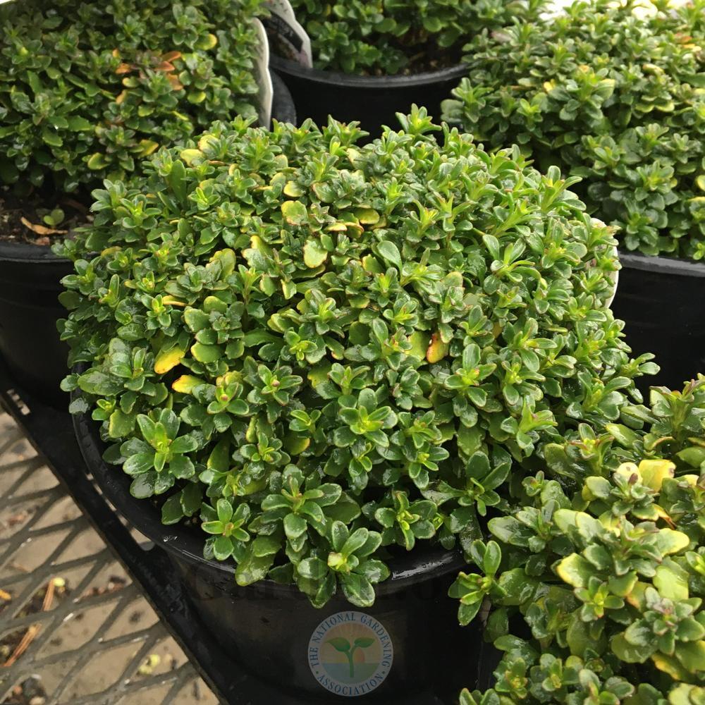 Photo of the entire plant of Hybrid Candytuft (Iberis Pink Ice™) posted ...