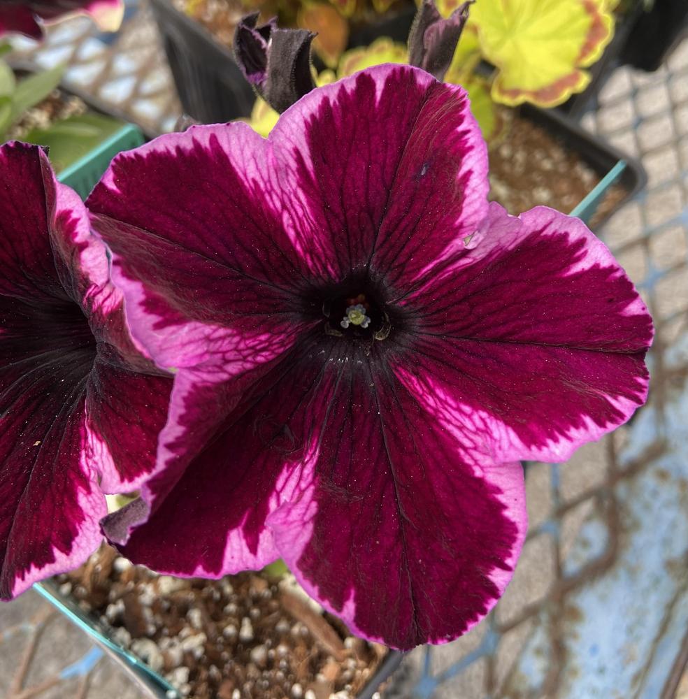 Photo of the bloom of Petunia Crazytunia® Cosmic Pink posted by Calif ...