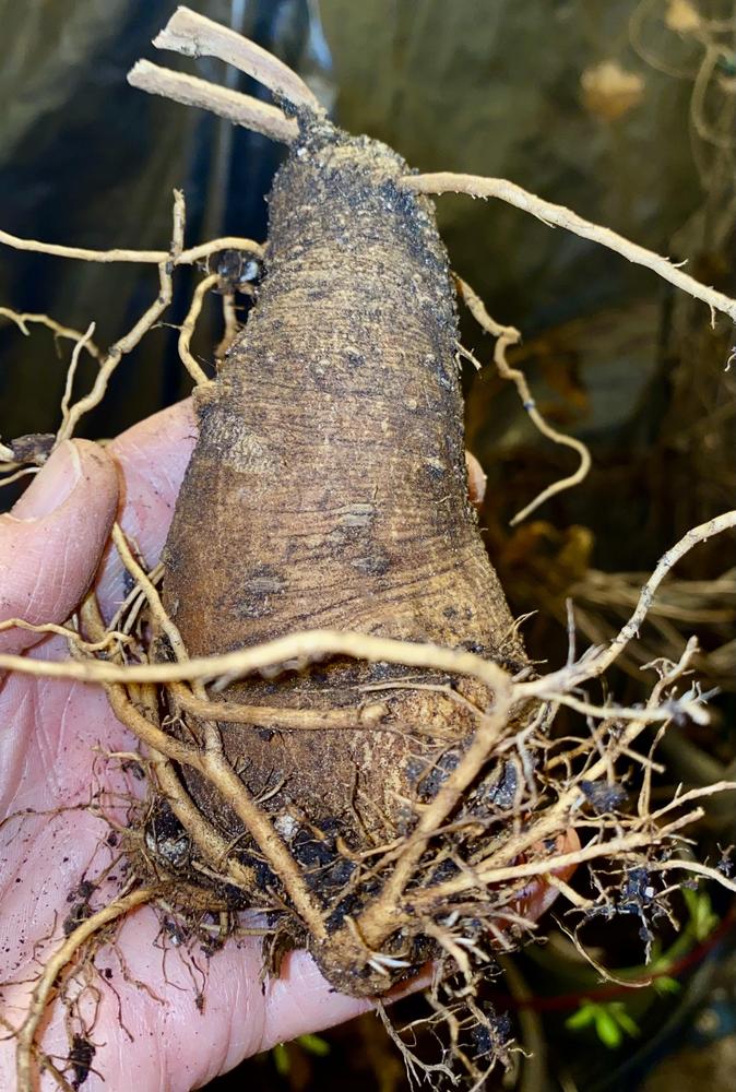 Photo of the roots of Ipomoea stans posted by Gerris2 - Garden.org