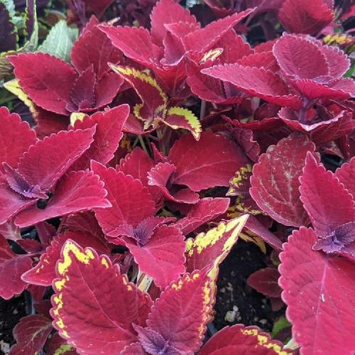 Coleus (Coleus scutellarioides 'Ruby Slipper') in the Coleus Database ...