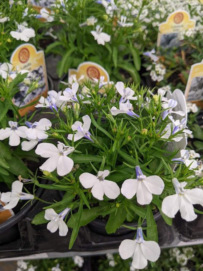 Photo of the entire plant of Edging Lobelia (Lobelia Early Springs ...